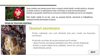 Biologie Organismul-plantelor-superioare | PPSX
