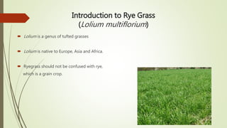 MIXING OF RYE GRASS (Lolium multiflorum) | PPTX