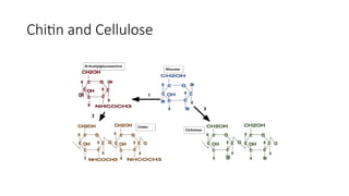 6162490634565-Chitin-and-Chitosan-ppt.pptx