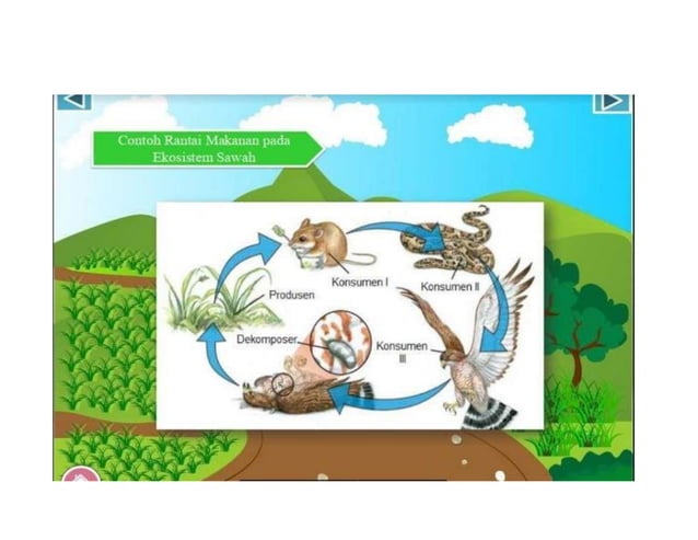 MODUL AJAR IPAS KELAS V Tentang Rantai Makanan dan Ekosistem | PDF