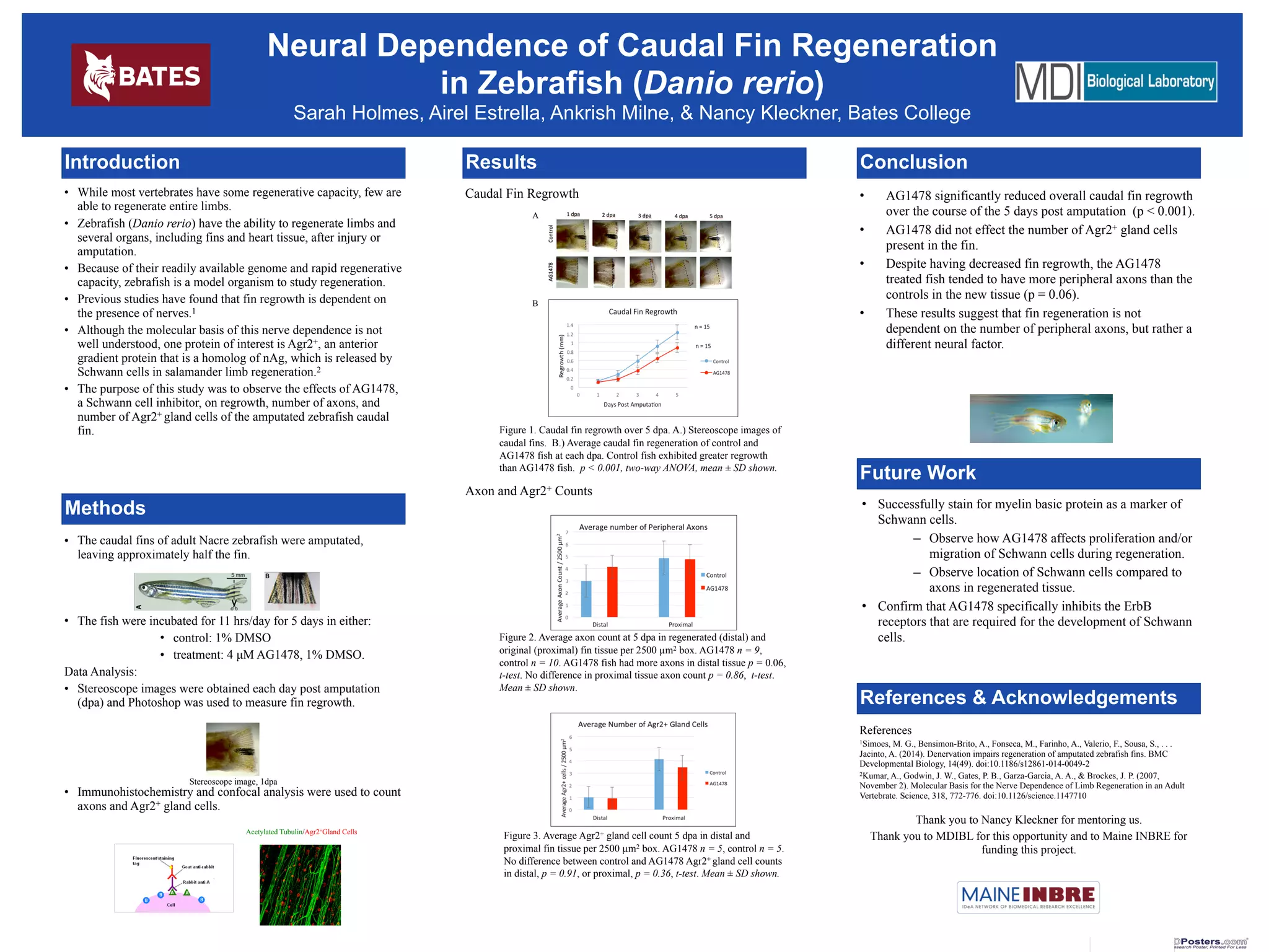 Neural dependence poster | PDF