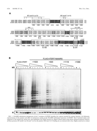 C-Terminal Regions | PDF