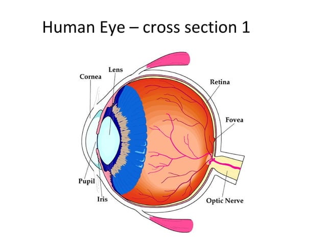 61 humaneyephysiology | PPT