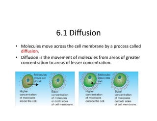 6_1 Osmosis and diffusion powerpoint.pdf