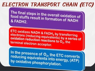 Biological oxidation (part - II) Electron Transport Chain - ETC | PDF ...