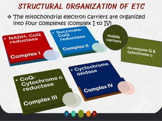 Biological oxidation (part - II) Electron Transport Chain - ETC | PDF ...