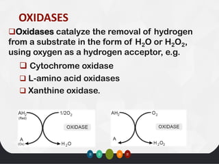 Biological oxidation (part - II) Electron Transport Chain - ETC | PDF ...