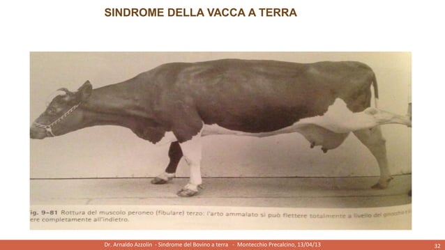 6 20130413 sindrome_della_vacca_a_terra-.-arnaldo_azzolin | PPT