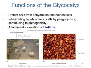 A Survey of Prokaryotic Cells of Microorganisms | MicroPara | PPT