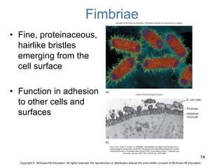 A Survey of Prokaryotic Cells of Microorganisms | MicroPara | PPT