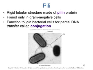 A Survey of Prokaryotic Cells of Microorganisms | MicroPara | PPT
