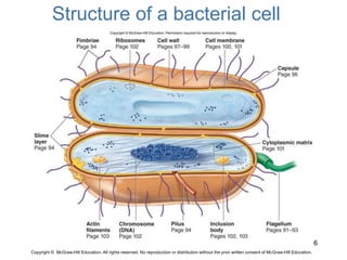 A Survey of Prokaryotic Cells of Microorganisms | MicroPara | PPT