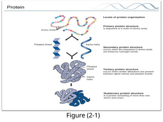 Chemistry of protein definition and explanation | PPTX