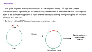 Genetic_Engineering_with_Enzyme's(Lecture-4).pptx