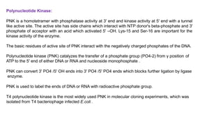 Genetic_Engineering_with_Enzyme's(Lecture-4).pptx