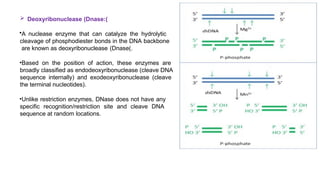 Genetic_Engineering_with_Enzyme's(Lecture-4).pptx