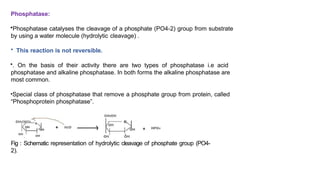 Genetic_Engineering_with_Enzyme's(Lecture-4).pptx