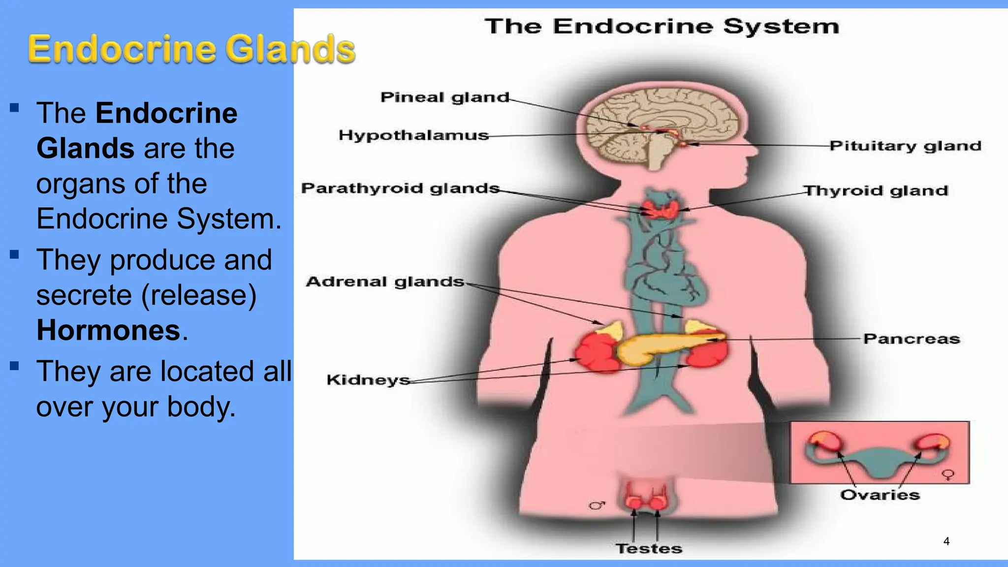 Endocrine Gland Histology and its typess | PPTX