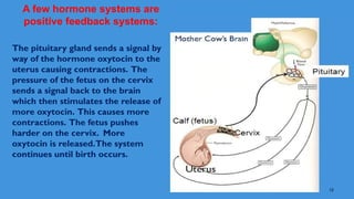 Endocrine Gland Histology and its typess | PPTX