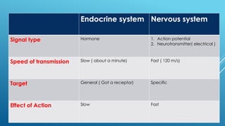 Endocrine Gland Histology and its typess | PPTX
