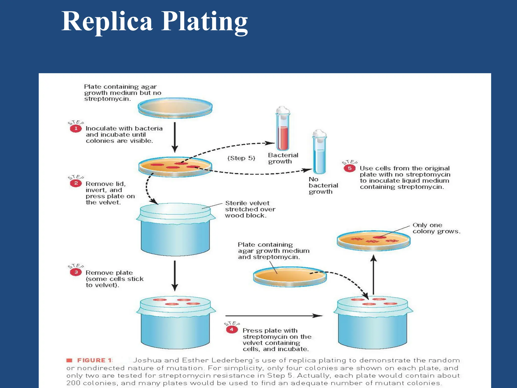 Bacterial genetics in detail with pictures | PPTX