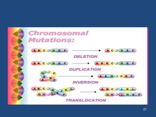 Bacterial genetics in detail with pictures | PPTX