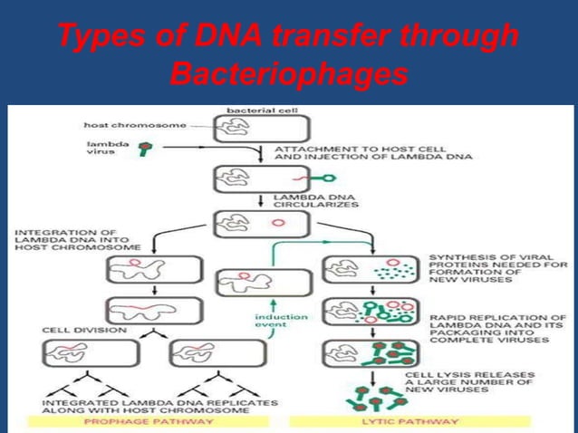 Bacterial genetics in detail with pictures | PPTX