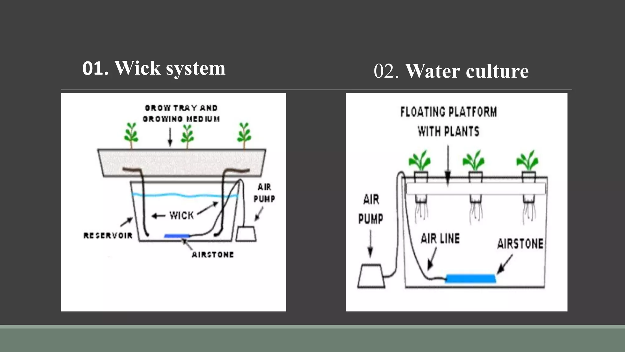Hydroponic System ppt | PPTX