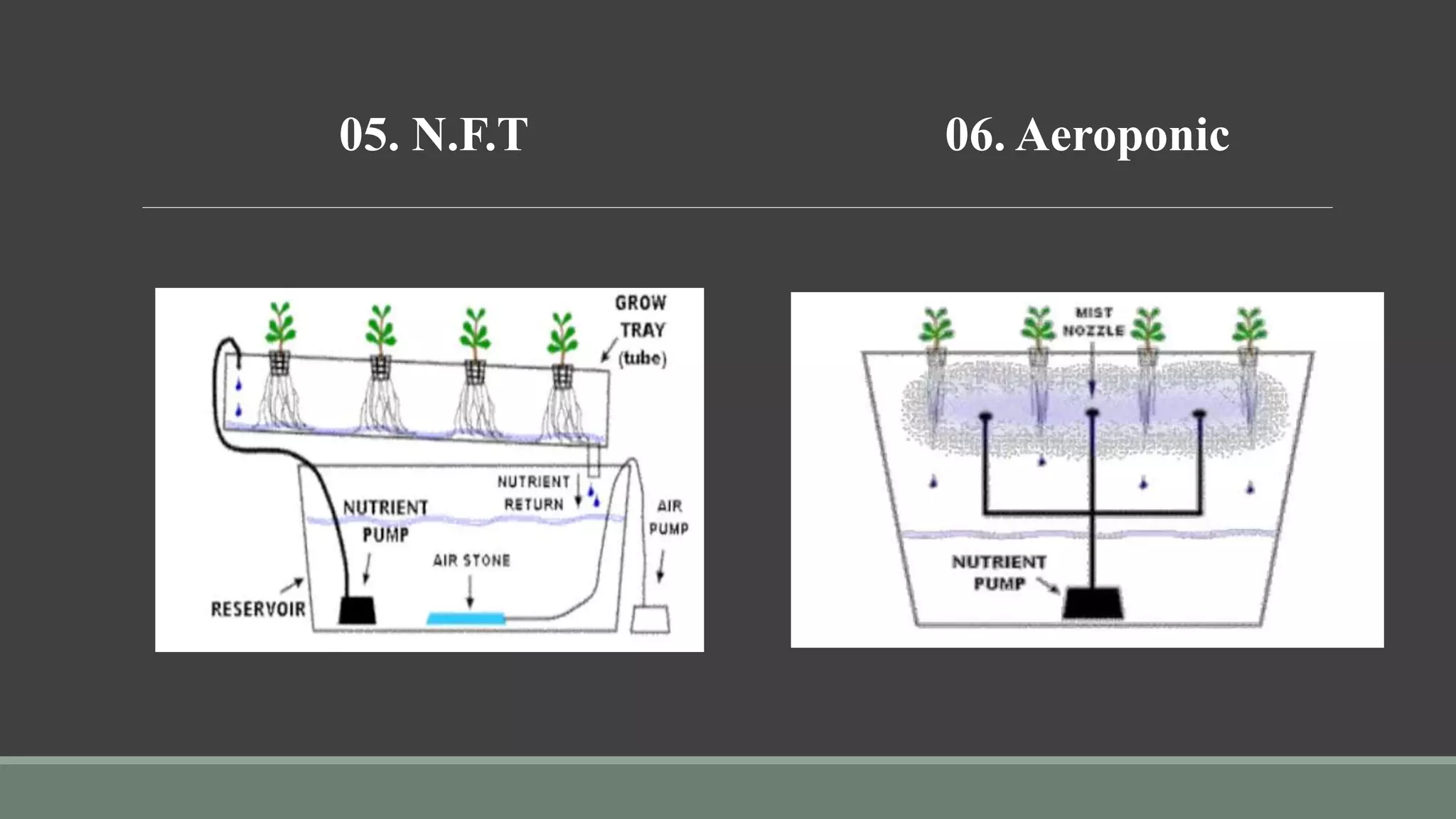 Hydroponic System ppt | PPTX