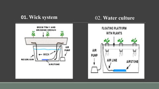 Hydroponic System ppt | PPTX