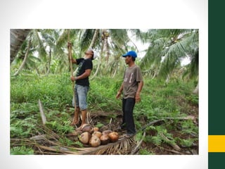 Nyiur Terpadu | PPTX