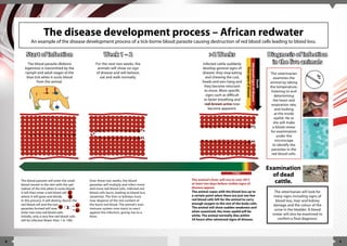 Manual 9 Tick Borne Blood Parasites | PDF