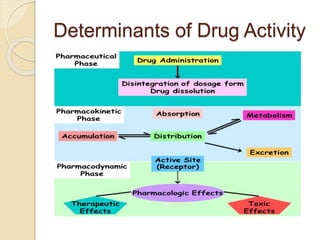Seminar (Drug Absorption) | PPTX