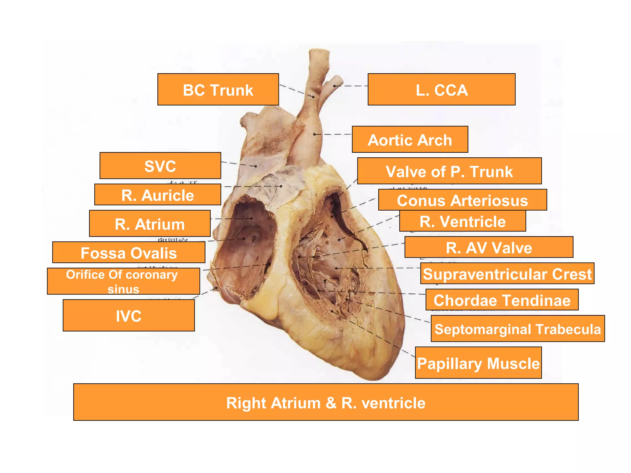 Cardiovascular ospe practical images | PPT