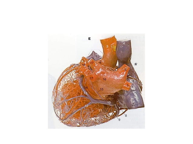 Cardiovascular ospe practical images | PPT
