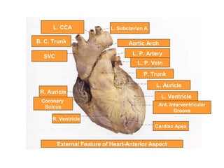 Cardiovascular ospe practical images | PPT