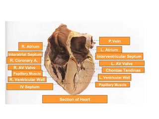 Cardiovascular ospe practical images | PPT