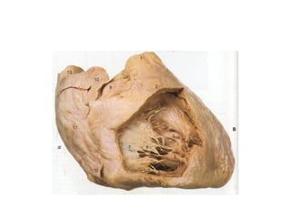 Cardiovascular ospe practical images | PPT