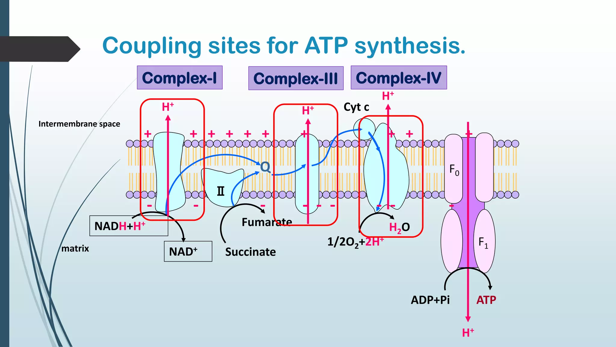 Biological oxidation (part - III) Oxidative Phosphorylation | PDF