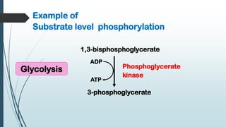 Substrate Level Phosphorylation And Oxidative Phosphorylation