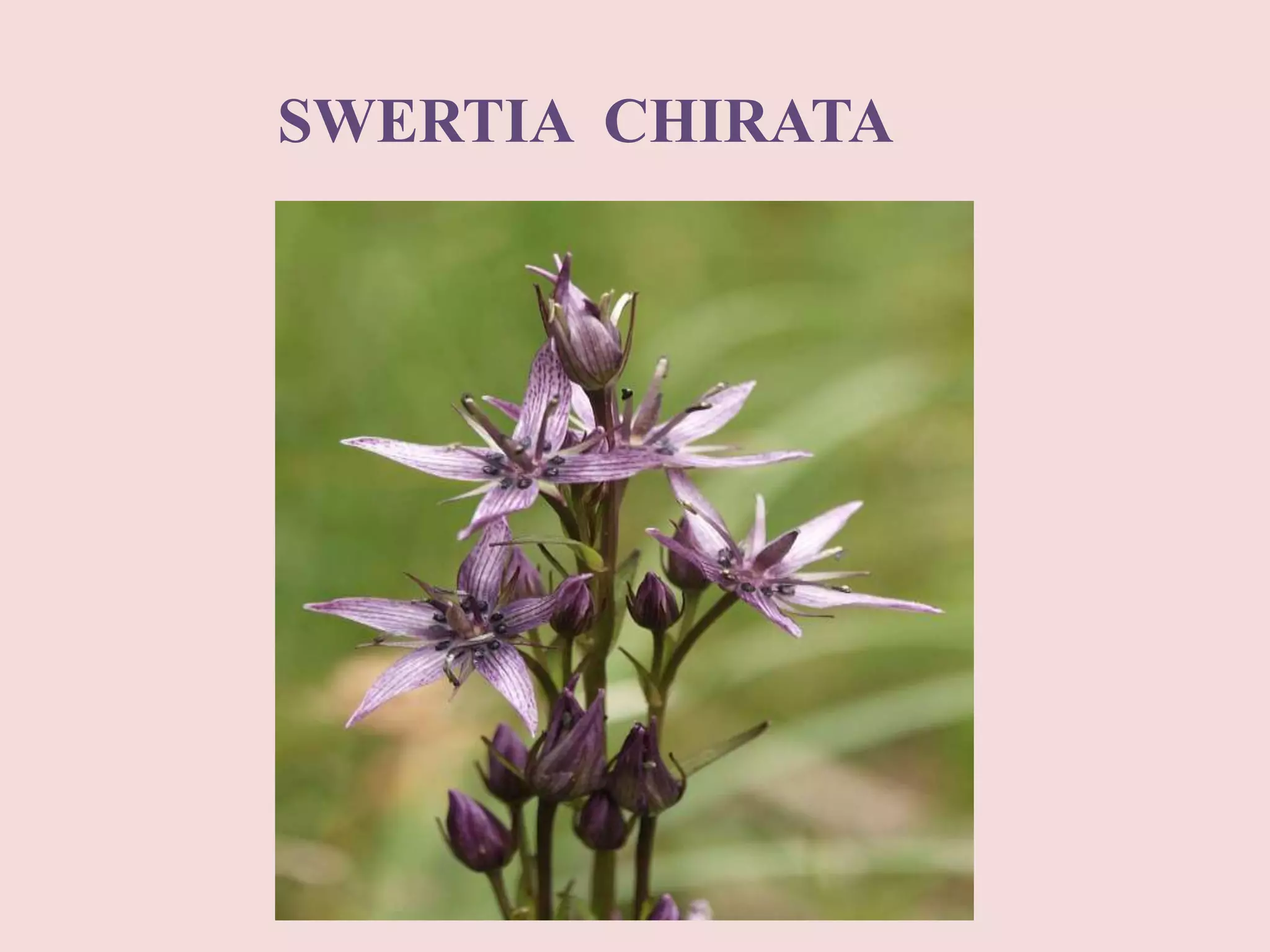 SWERTIA CHIRATA NATURAL PRODUCT OF PHARMACEUTICALS | PPTX
