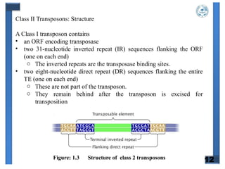 630430019-Transposons-in-humavety usefulns.pdf | Genetics | Science