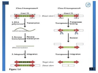 630430019-Transposons-in-humavety usefulns.pdf | Genetics | Science
