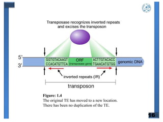 630430019-Transposons-in-humavety usefulns.pdf | Genetics | Science