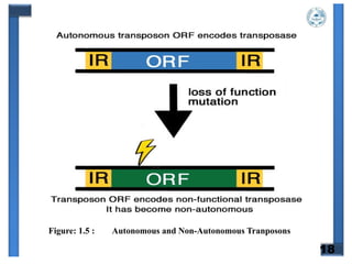 630430019-Transposons-in-humavety usefulns.pdf | Genetics | Science