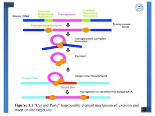 630430019-Transposons-in-humavety usefulns.pdf | Genetics | Science