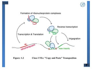 630430019-Transposons-in-humavety usefulns.pdf | Genetics | Science