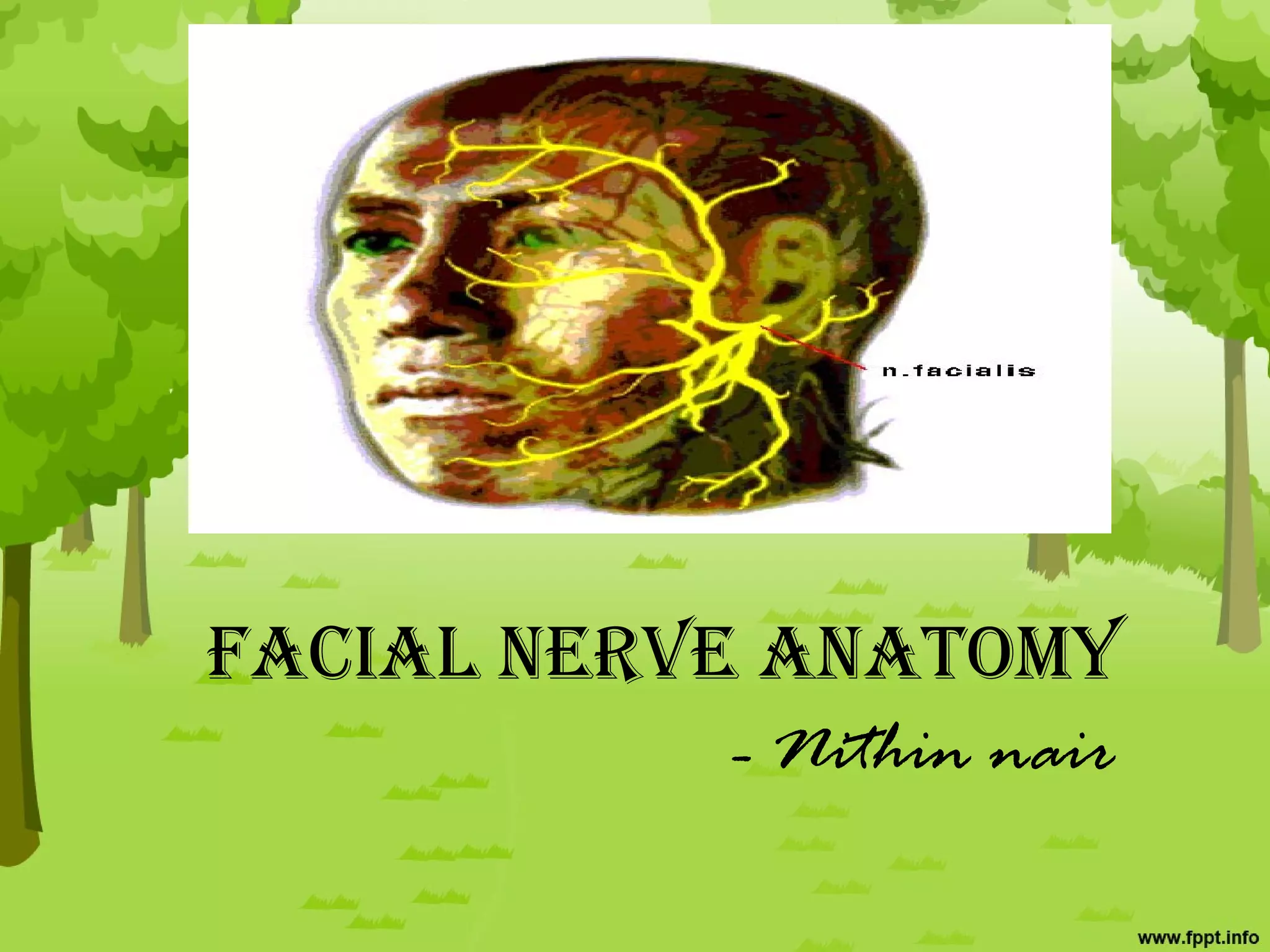 FACIAL NERVE ANATOMY | PPT