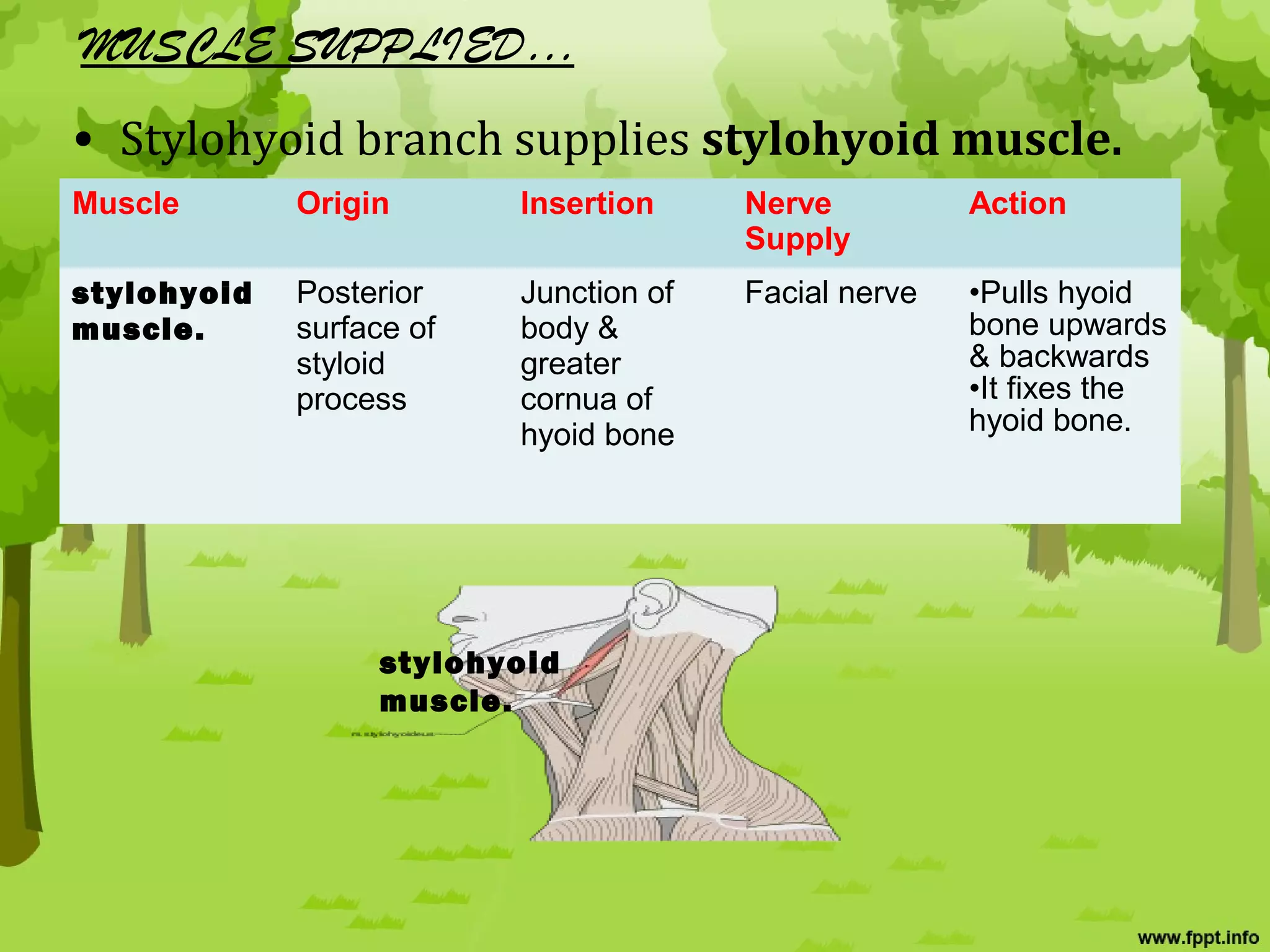 FACIAL NERVE ANATOMY | PPT