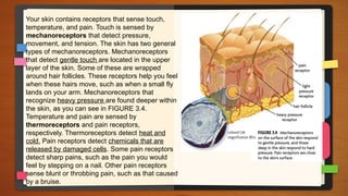 632236107-The-senses-Taste-Smell-Touch.pdf